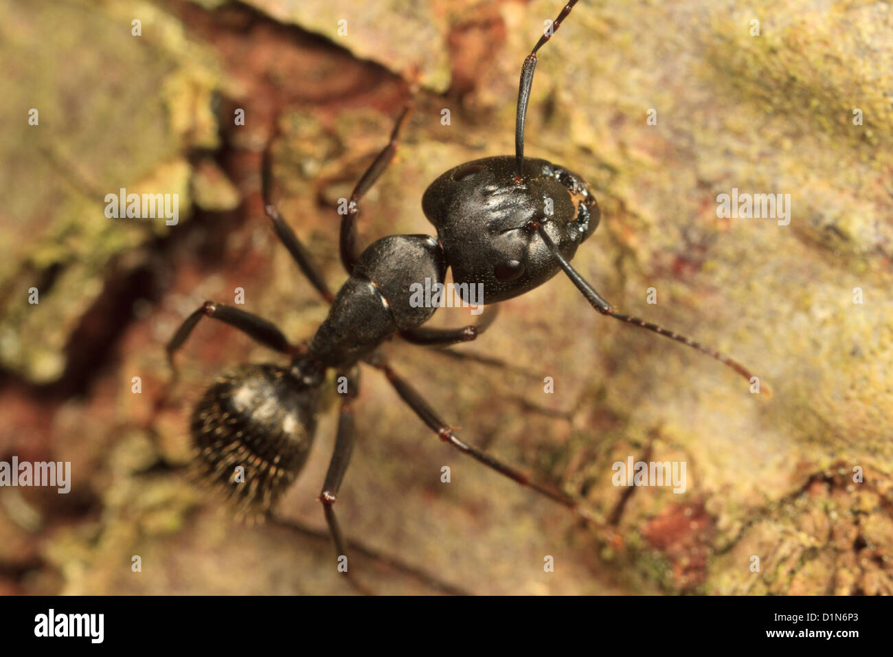Ant (Camponotus pennsylvanicus Stock Photo - Alamy
