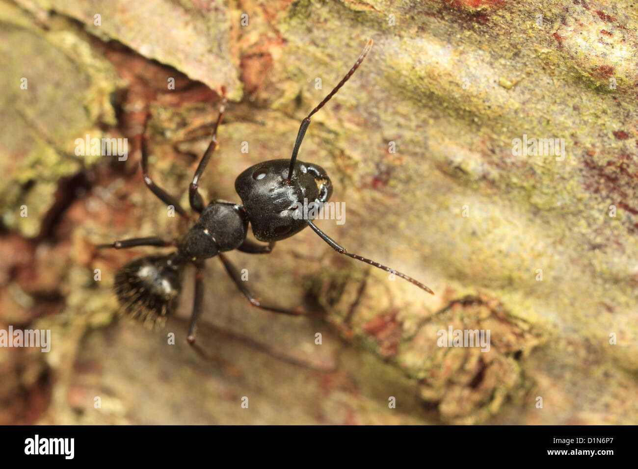 Camponotus ant insect hi-res stock photography and images - Alamy