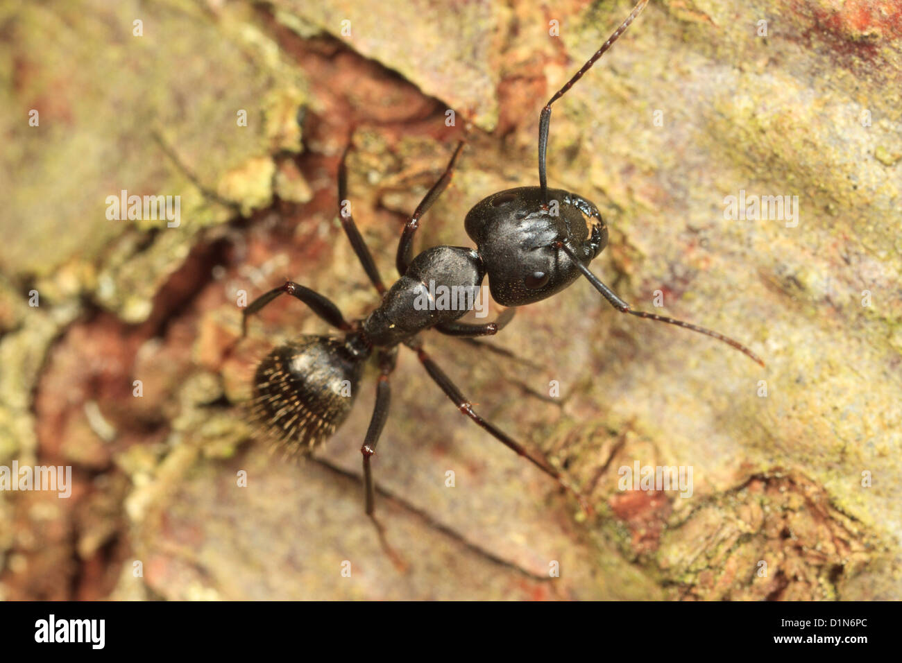 Ant (Camponotus pennsylvanicus Stock Photo - Alamy