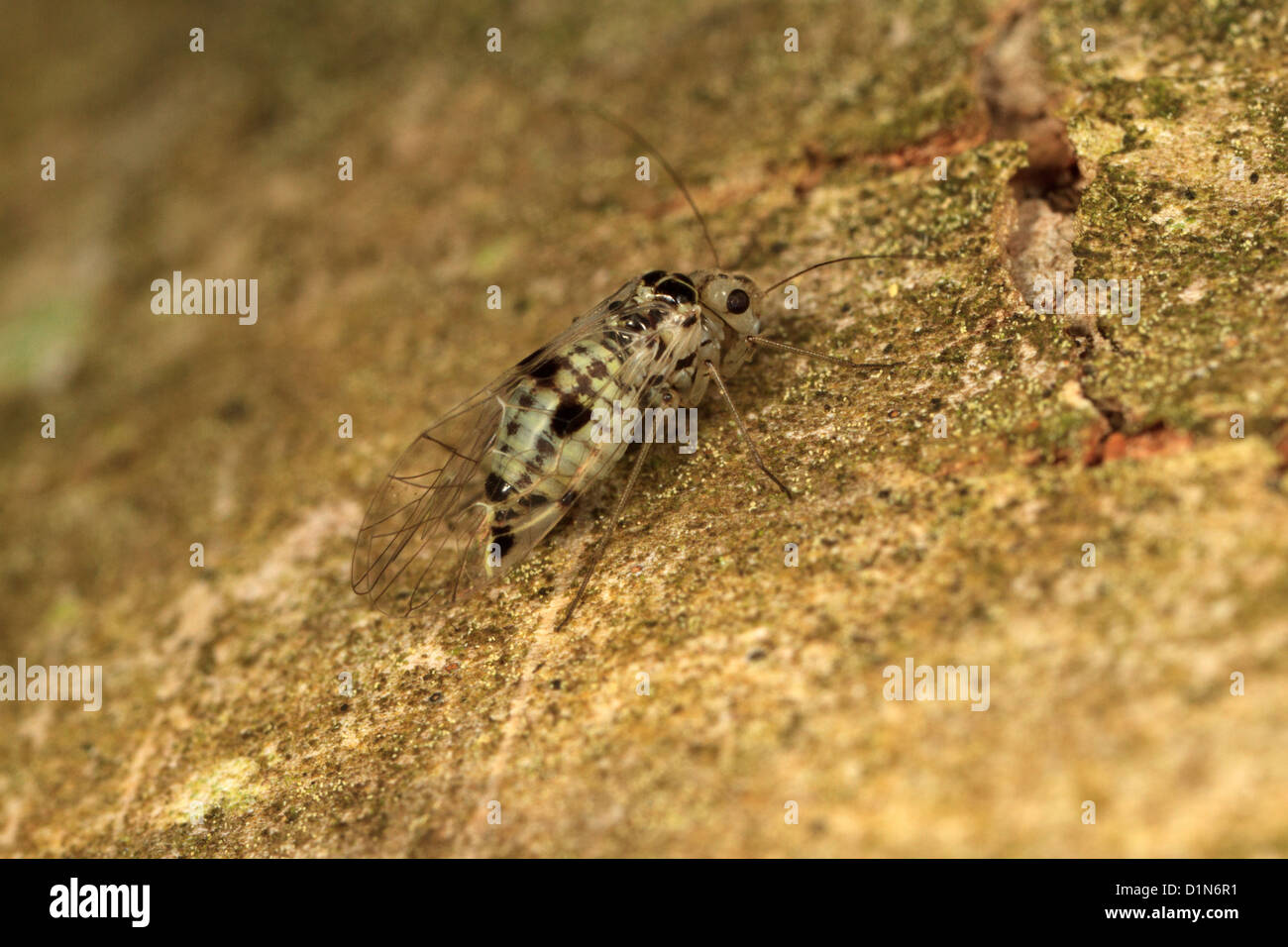 Common barklouse (Blaste sp Stock Photo - Alamy