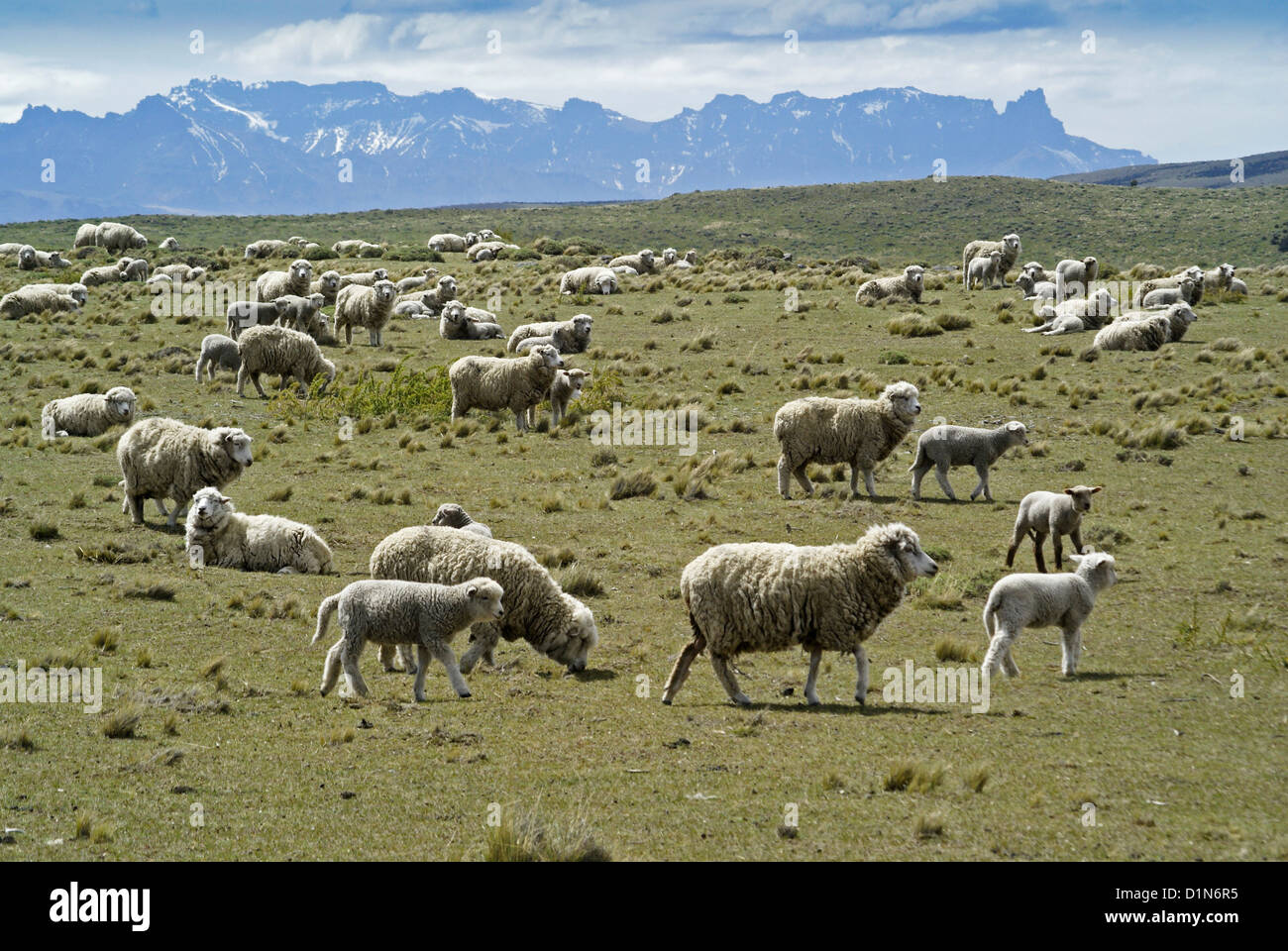 Andes Mountains and sheep, Patagonia, Argentina Stock Photo - Alamy