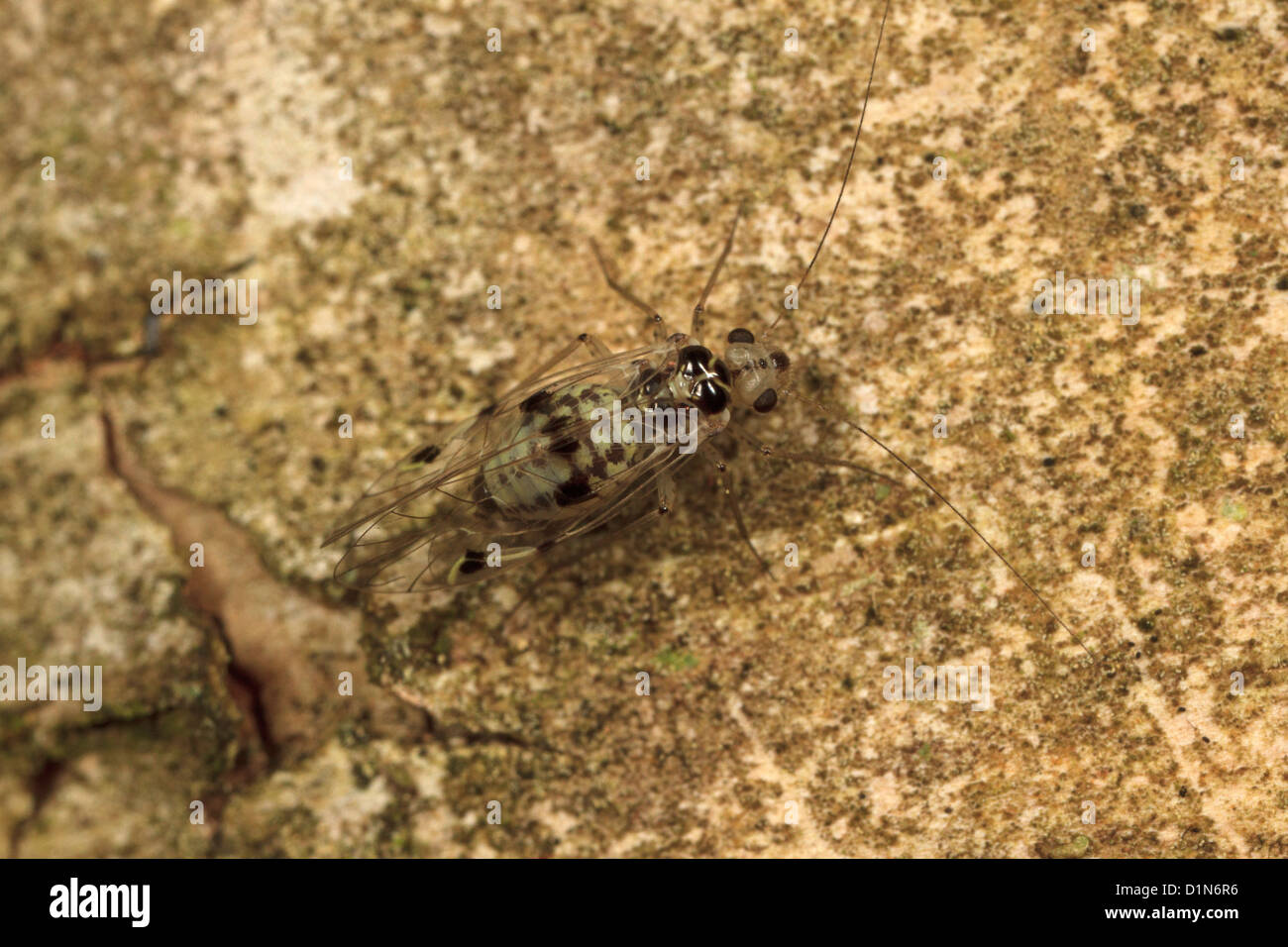 Common barklouse (Blaste sp Stock Photo - Alamy