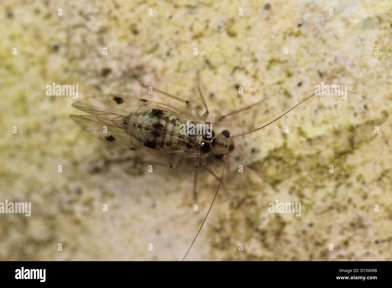 Common barklouse (Blaste sp Stock Photo - Alamy