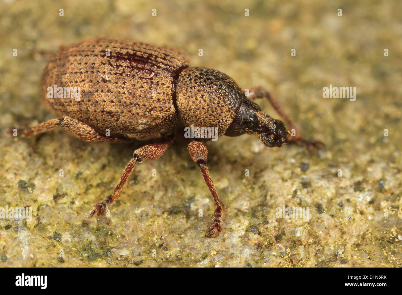 Raspberry beetle hi-res stock photography and images - Alamy