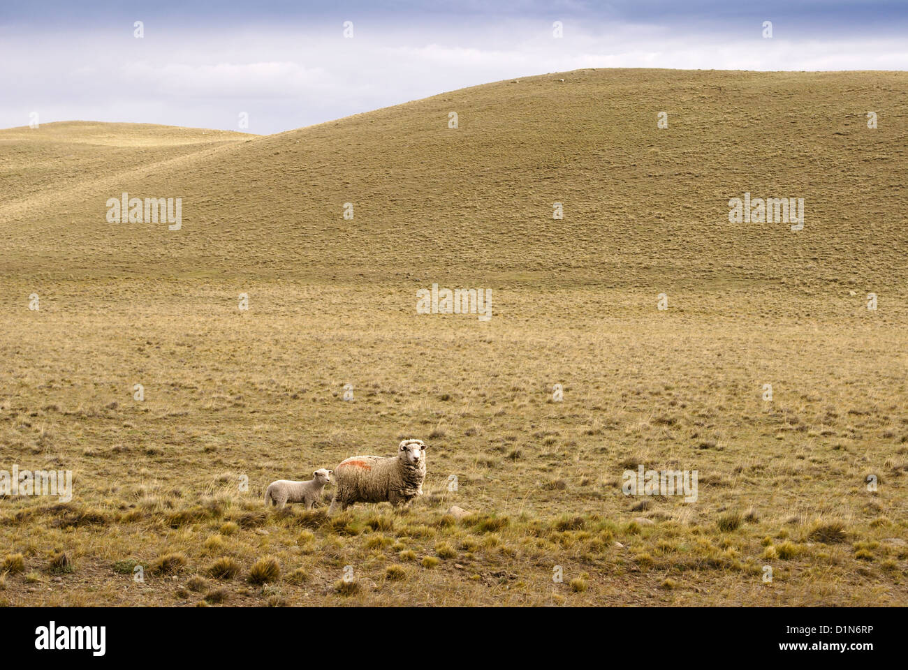 Lone sheep and lamb in Patagonia, Argentina Stock Photo - Alamy