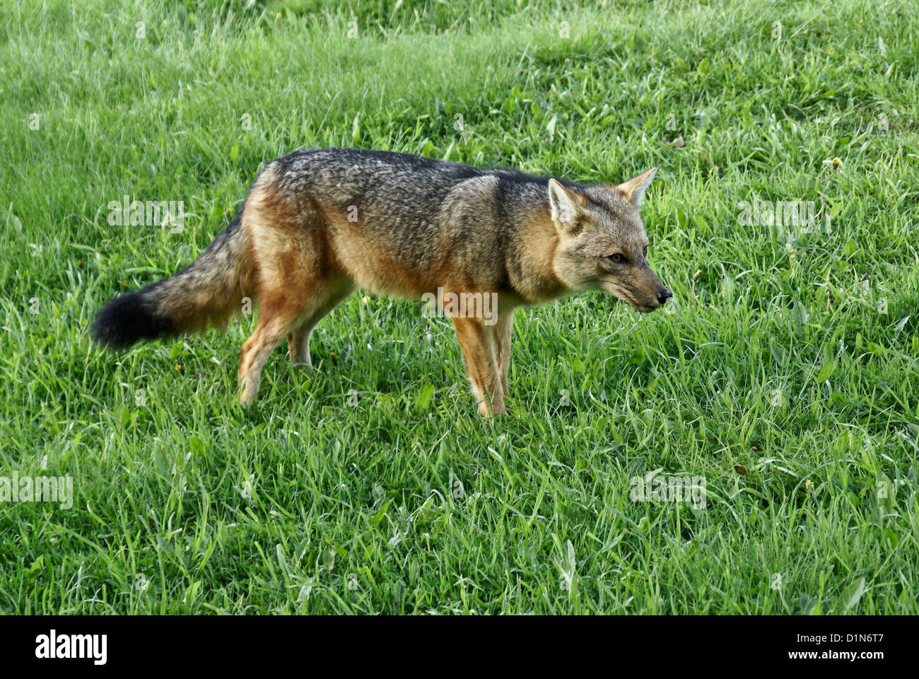 Red fox in Torres del Paine National Park, Patagonia, Chile Stock Photo ...