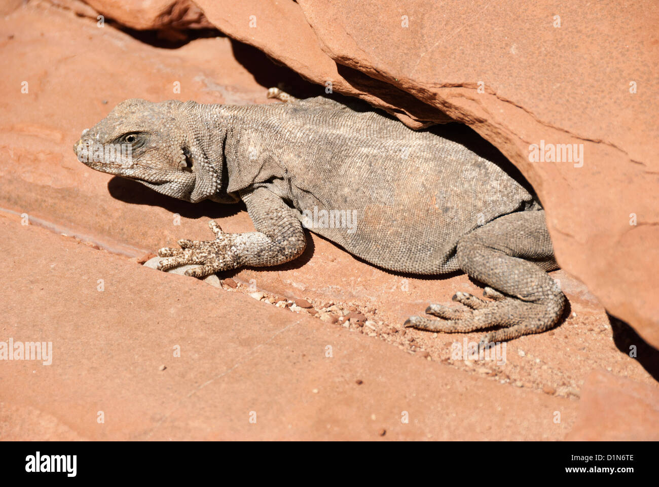 Chuckwalla