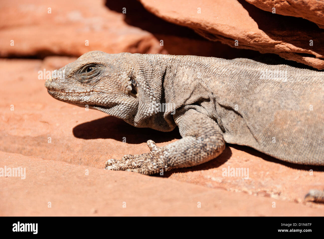 Chuckwalla arizona hi-res stock photography and images - Alamy