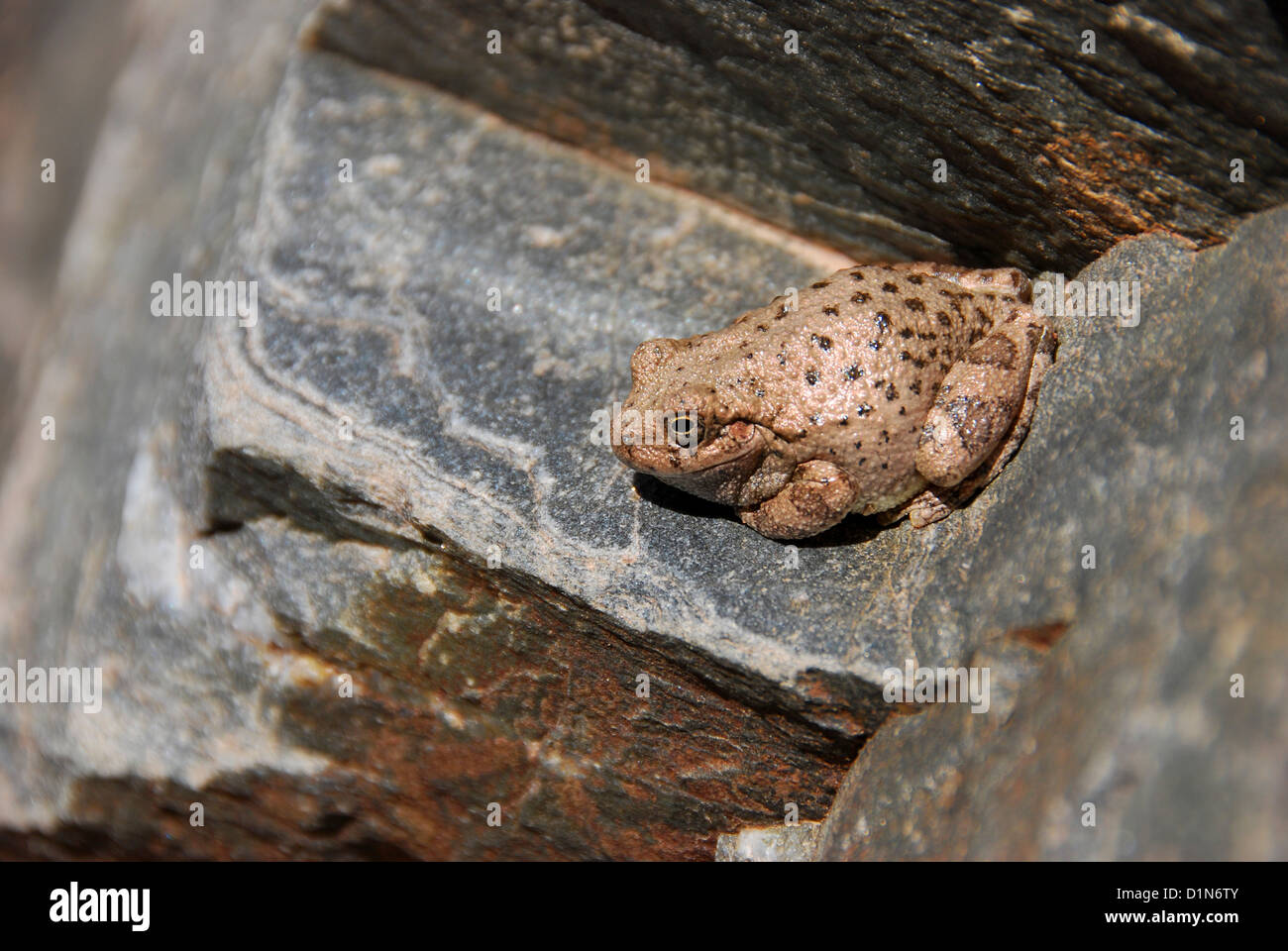 Canyon tree frog hi-res stock photography and images - Alamy