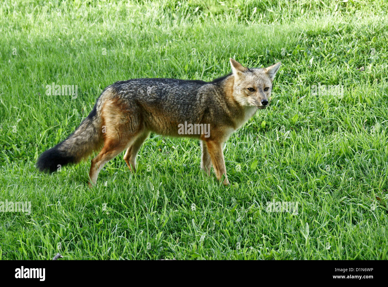 Red fox in Torres del Paine National Park, Patagonia, Chile Stock Photo ...