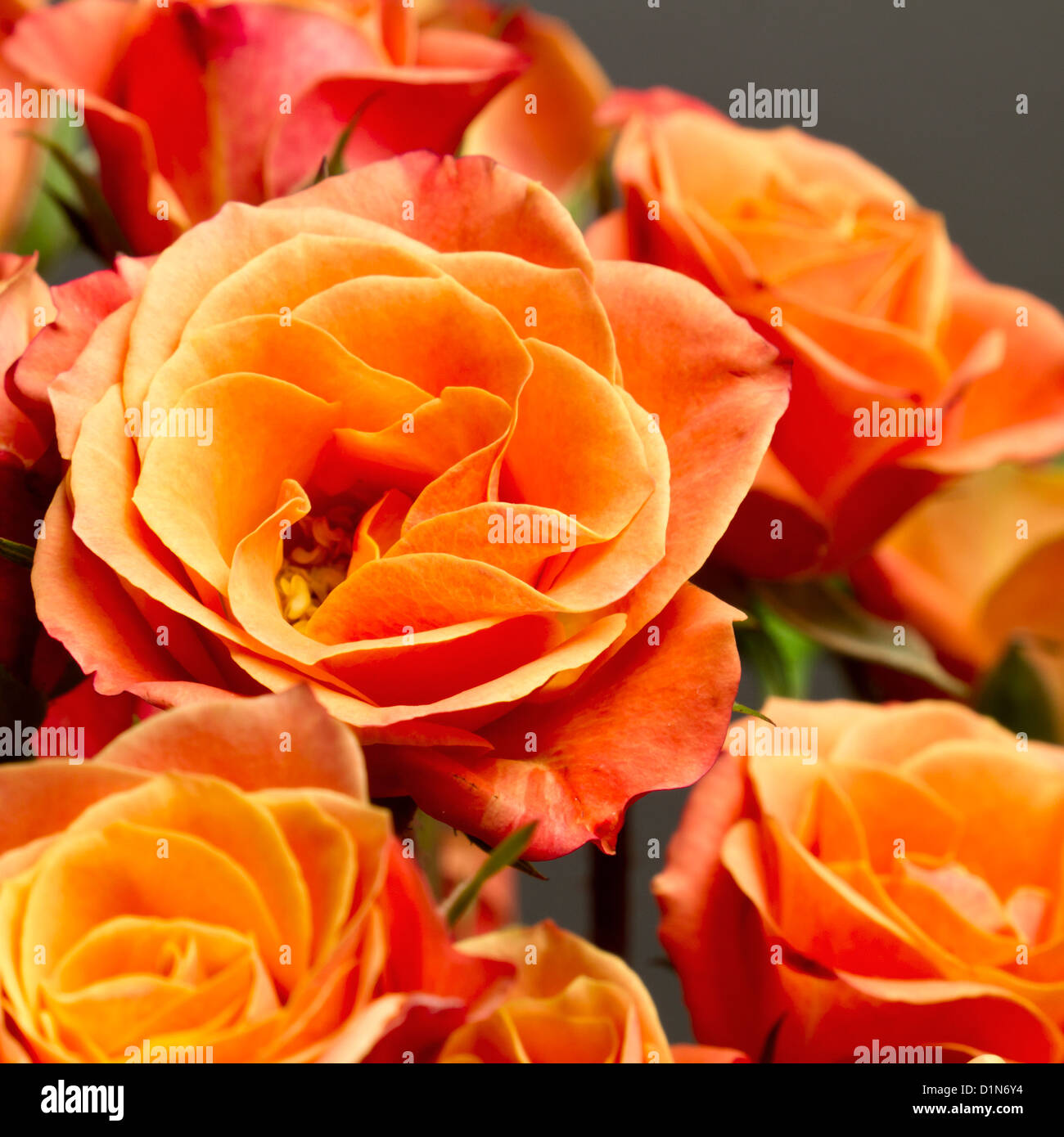 Soft orange hi-res stock photography and images - Alamy