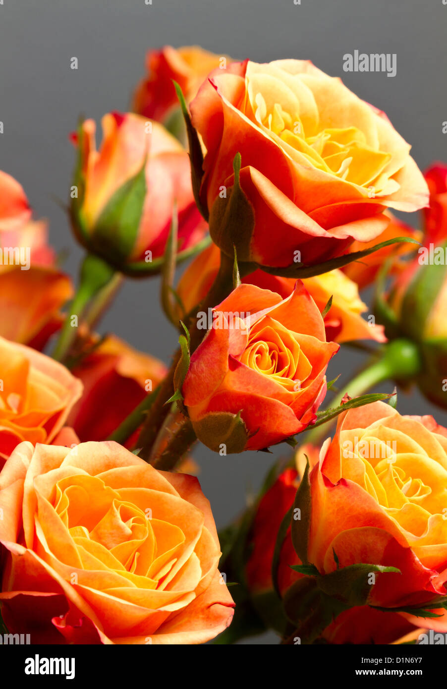 Beautiful bouquet of soft orange and yellow colored roses against gray ...