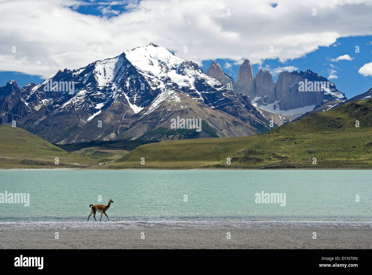Guanaco on shore of Laguna Amarga, Torres del Paine NP, Patagonia ...