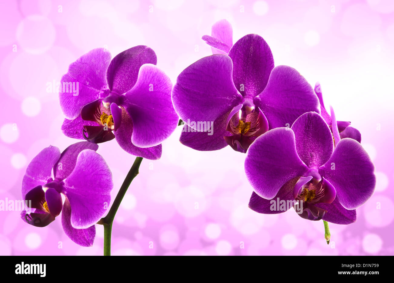 Purple Orchid Wallpaper