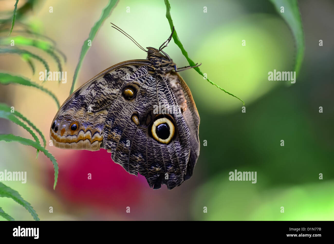 Owl butterfly (Caligo Stock Photo - Alamy