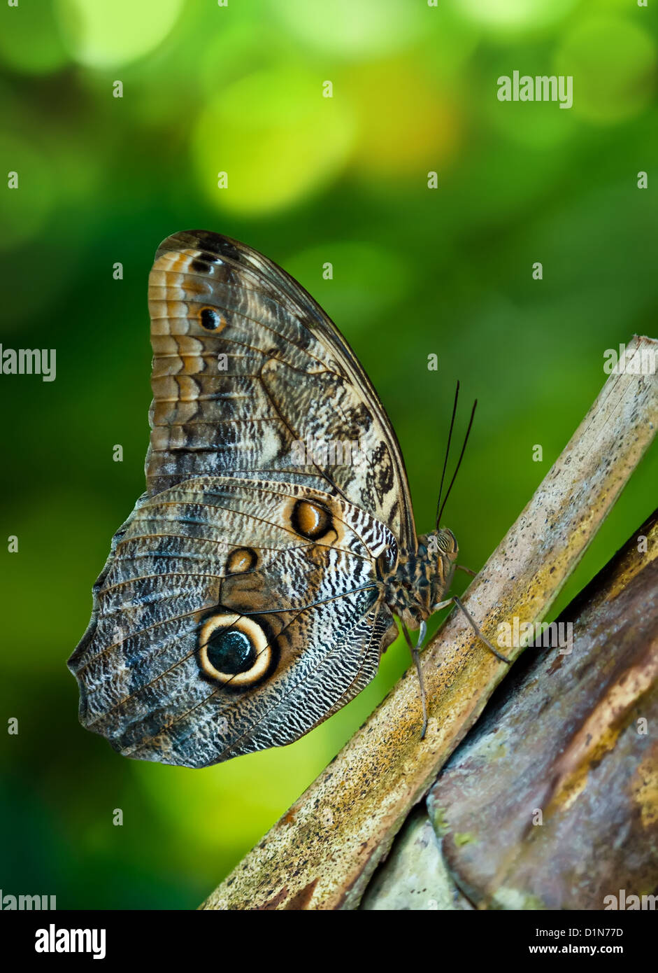 Owl butterfly (Caligo Stock Photo - Alamy