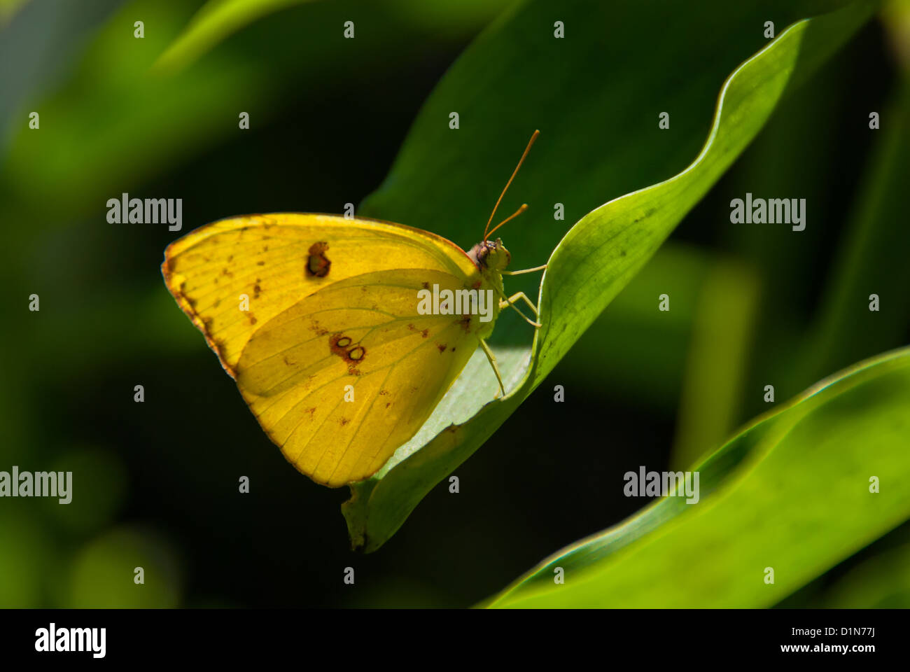 Beautiful cloudless sulphur butterfly hi-res stock photography and ...