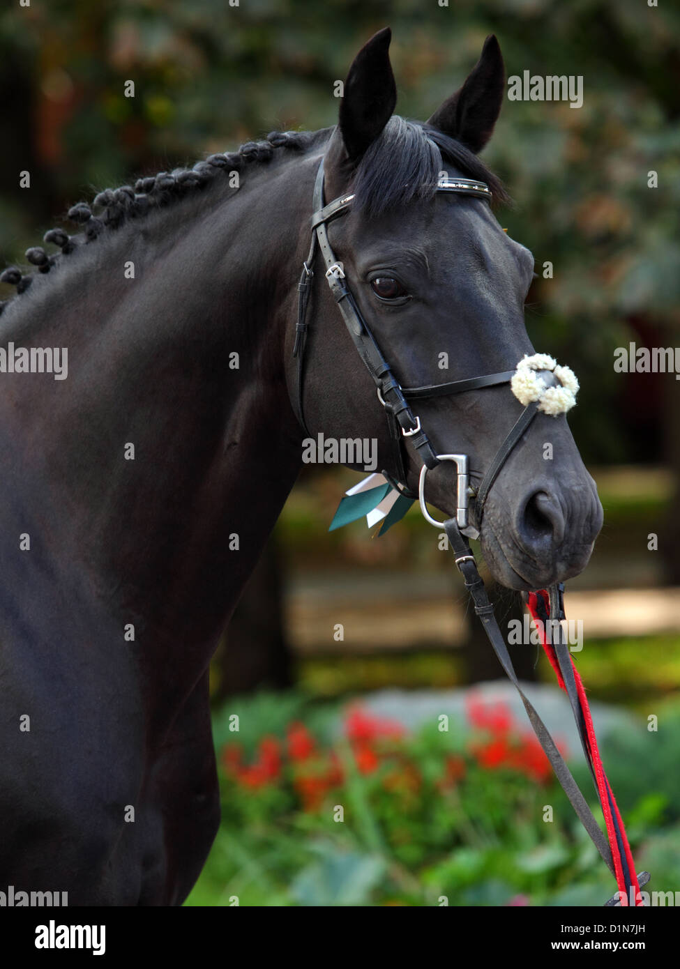 Profile portrait of a splendid purebred stallion Stock Photo - Alamy