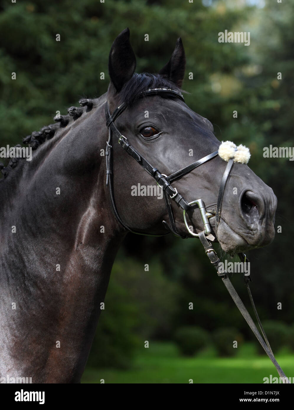 Profile portrait of a splendid purebred stallion Stock Photo - Alamy