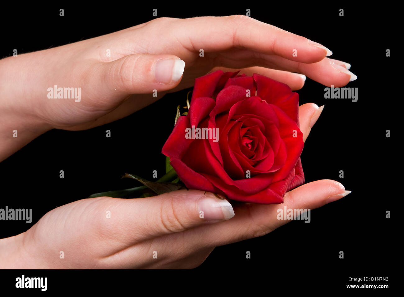 Elegant female hands caring for a red rose Stock Photo - Alamy