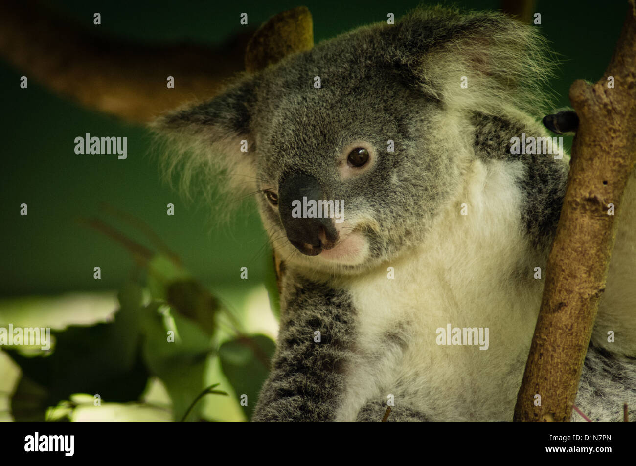 Koala looking down Stock Photo - Alamy
