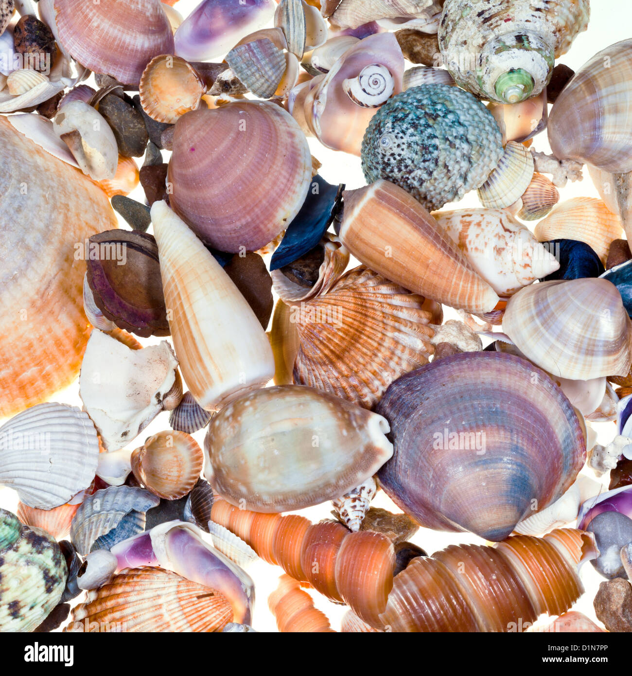 background from many sea shells Stock Photo - Alamy