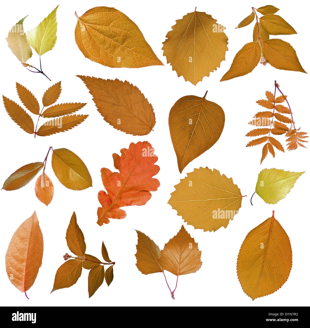 Young red tree leaves Cut Out Stock Images & Pictures - Alamy