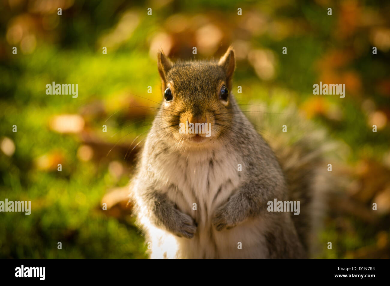 Inquisitive squirrel hi-res stock photography and images - Alamy