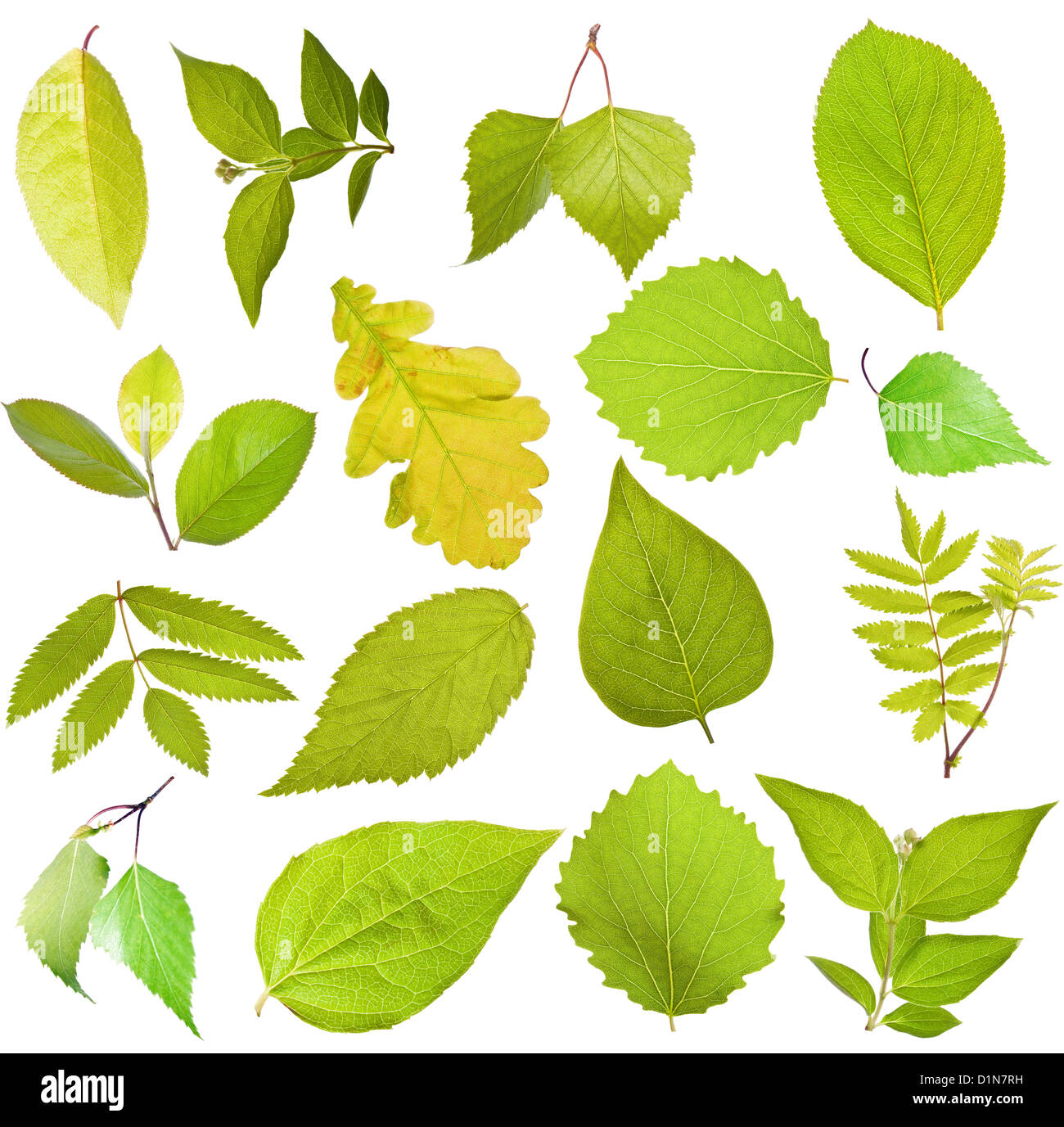 Lush oak tree leaves Cut Out Stock Images & Pictures - Alamy