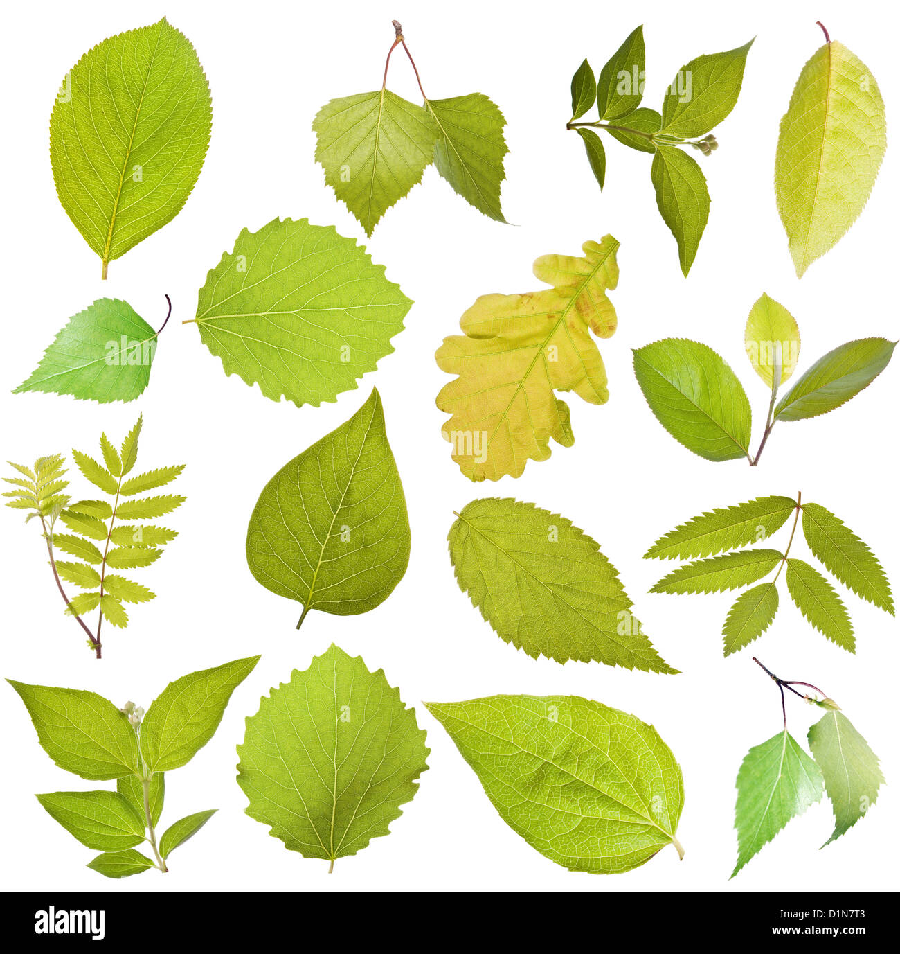 Set of different tree leaves Stock Photo - Alamy