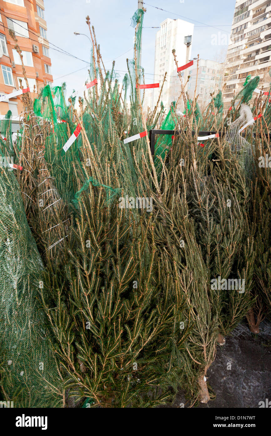 Live fir tree hi-res stock photography and images - Alamy