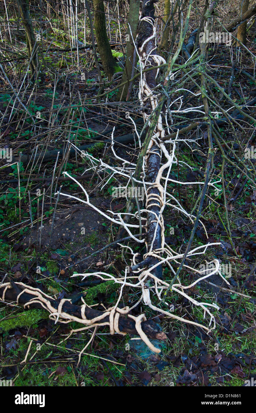Dead tree ivy hi-res stock photography and images - Alamy