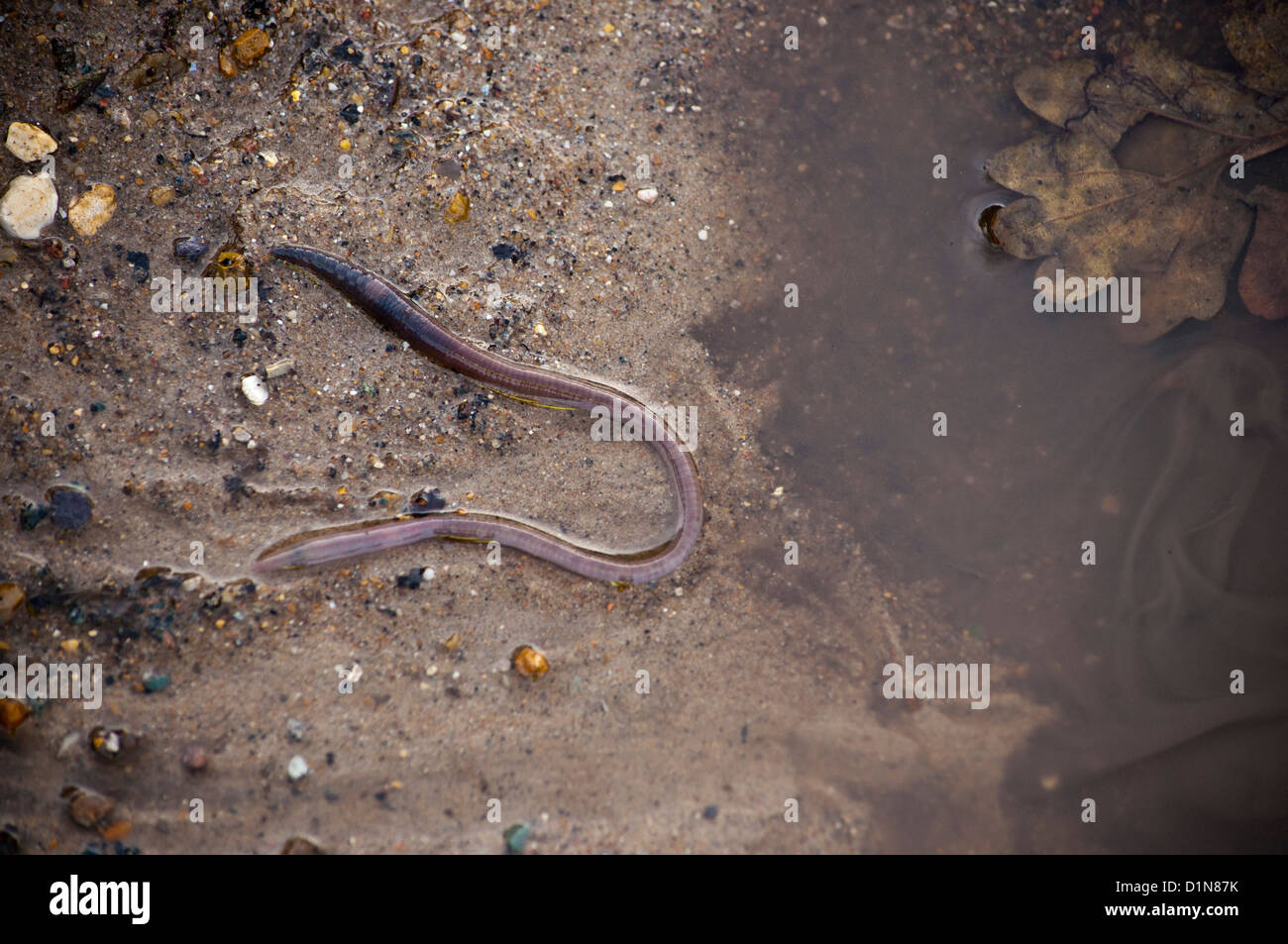 Earth worm in puddle of water Stock Photo - Alamy
