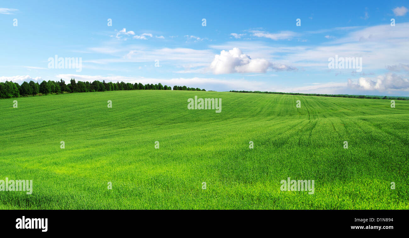 green field and blue sky Stock Photo - Alamy