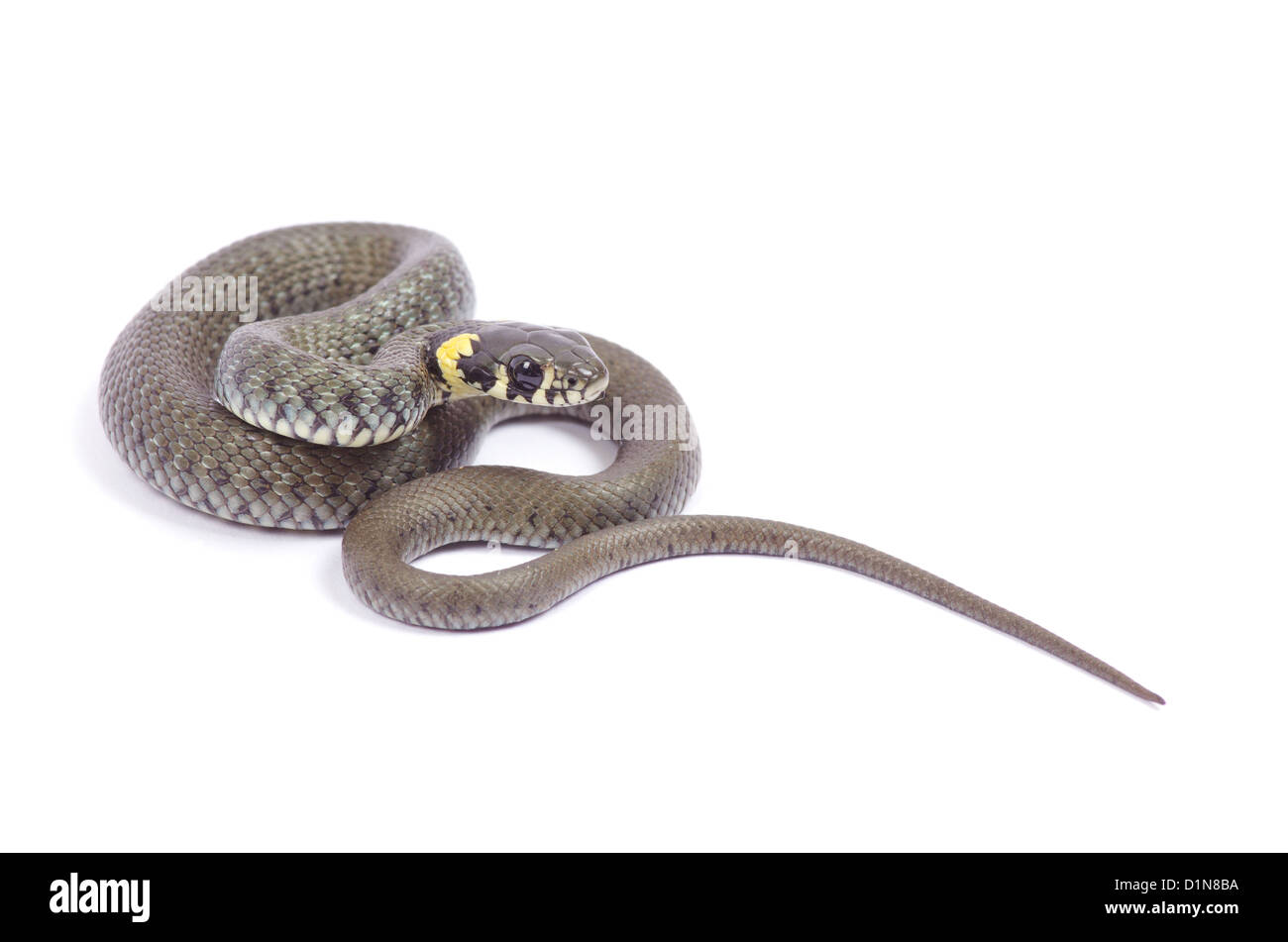 snake isolated on white background Stock Photo - Alamy