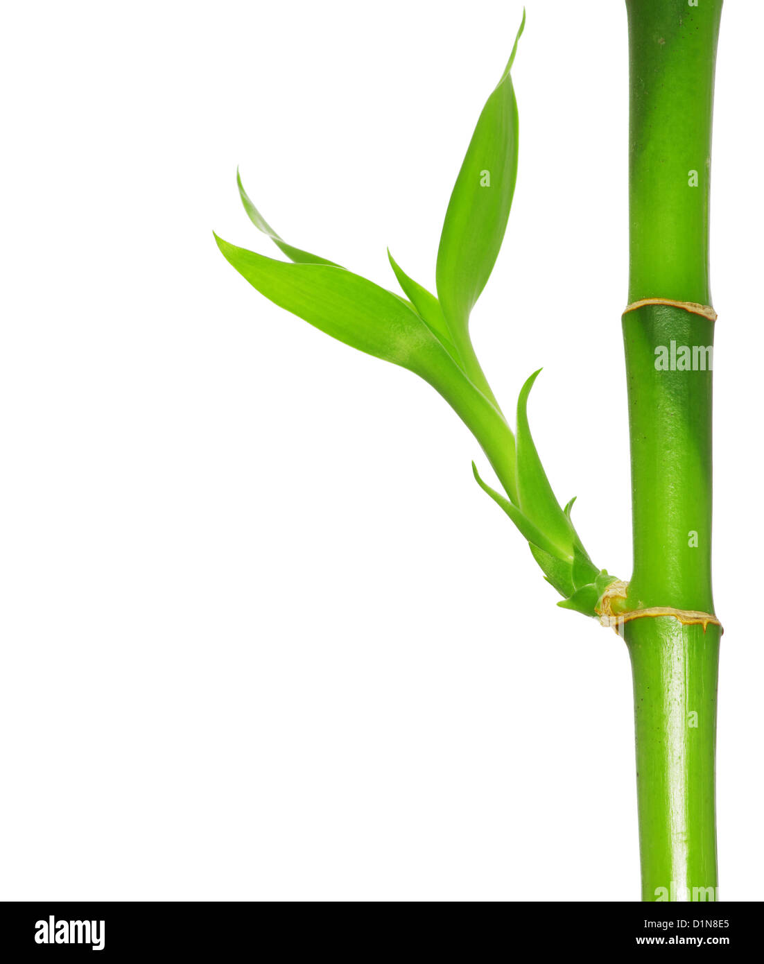 Green bamboo Cut Out Stock Images & Pictures - Alamy