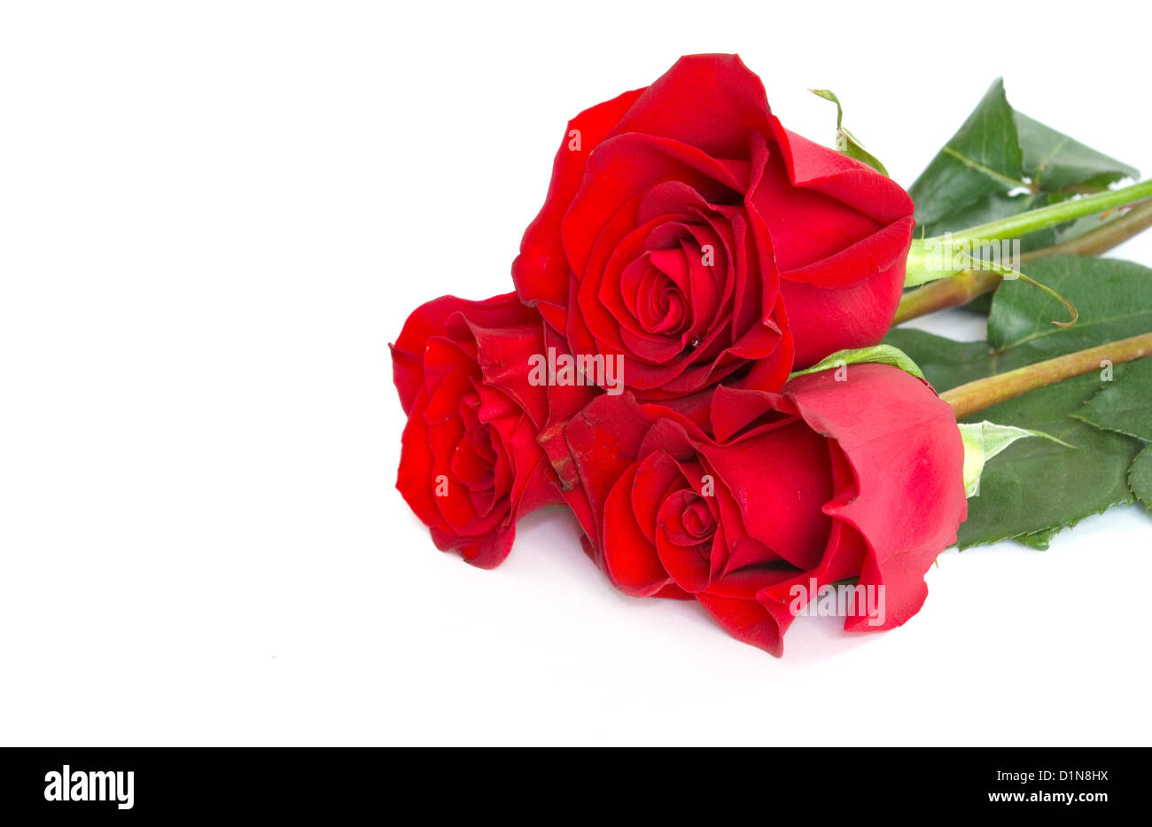 Beautiful red blooming roses hi-res stock photography and images - Alamy