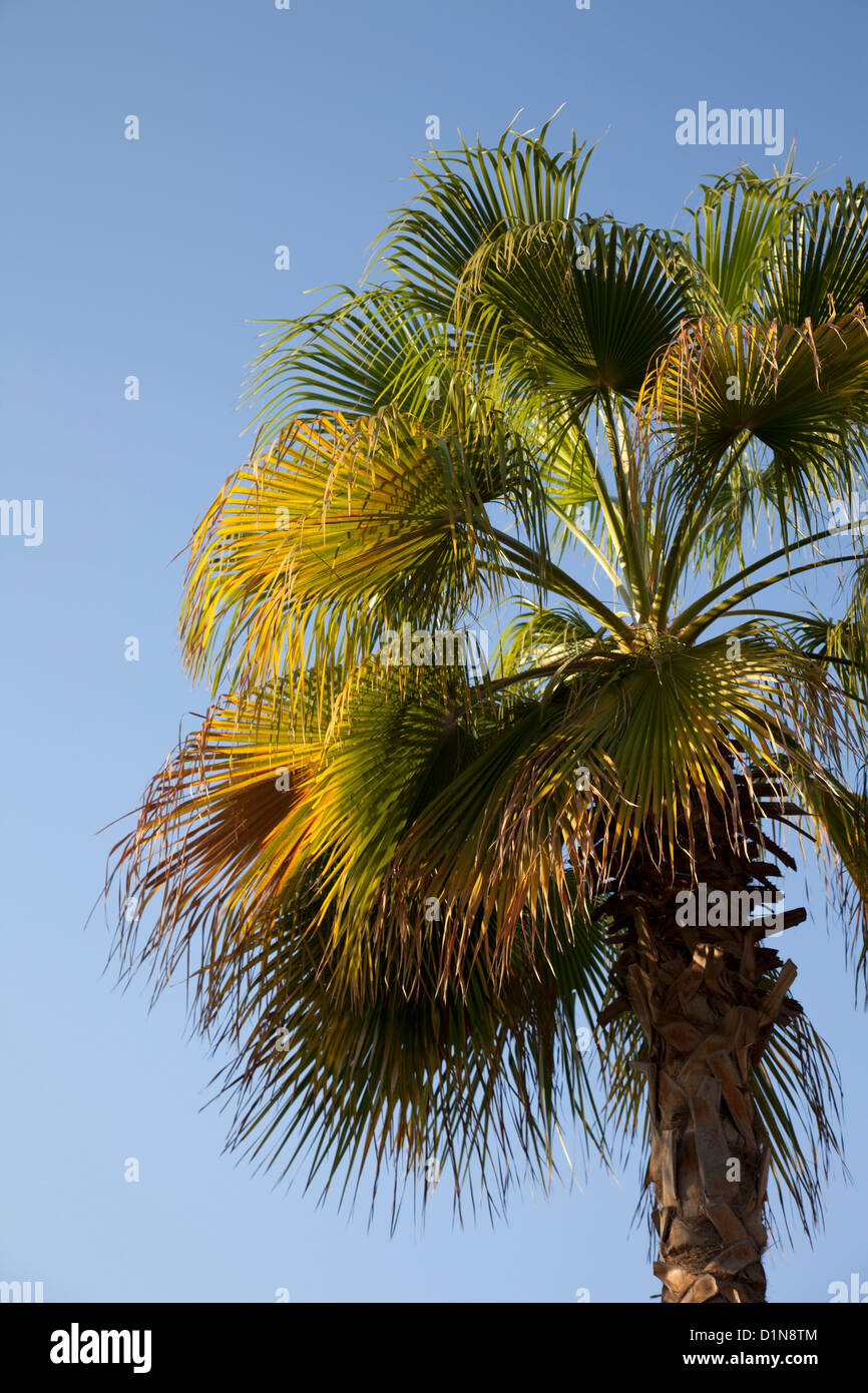 An image of nice palm trees in the blue sunny sky Stock Photo - Alamy