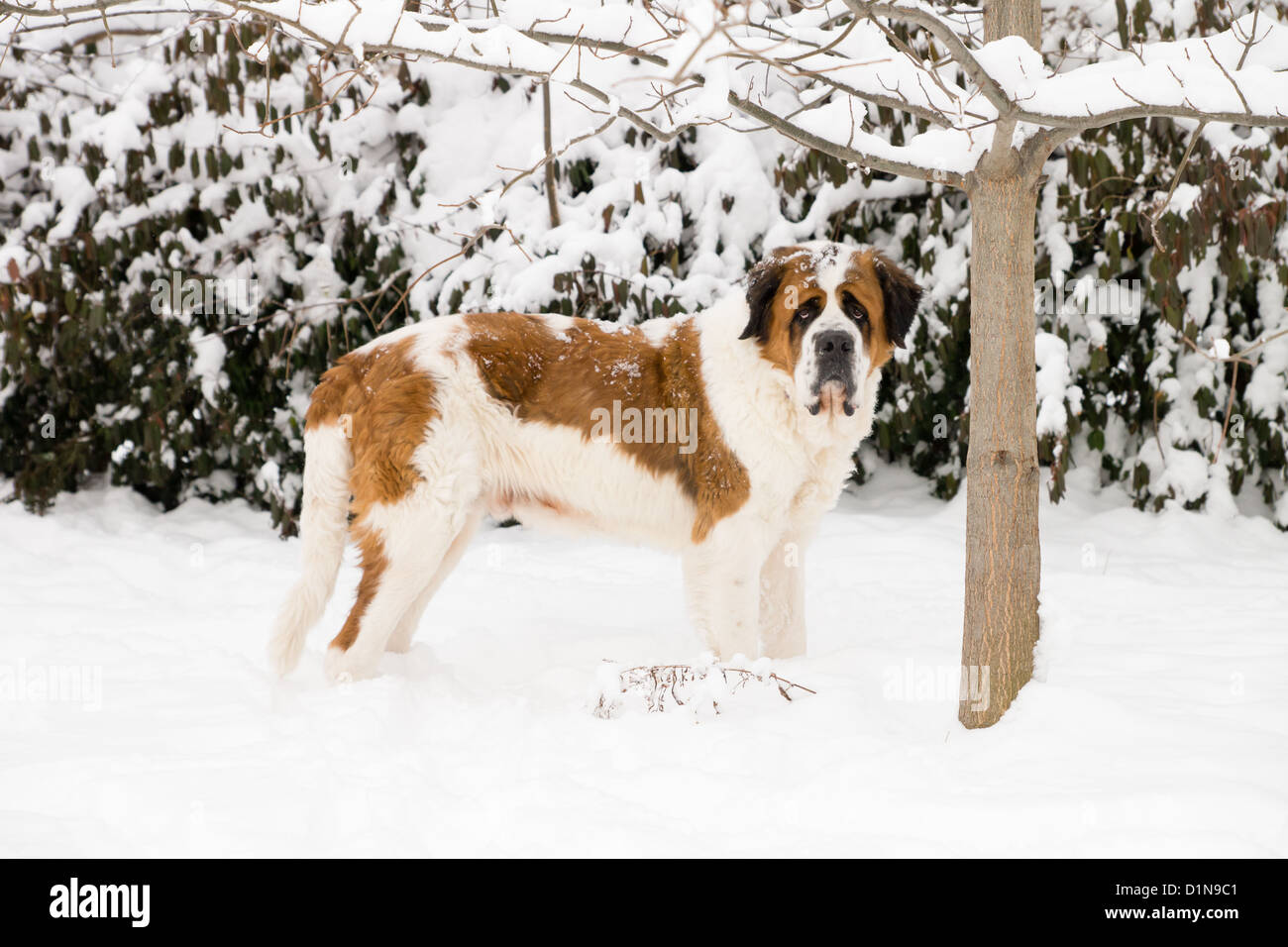 Saint bernard hi-res stock photography and images - Alamy