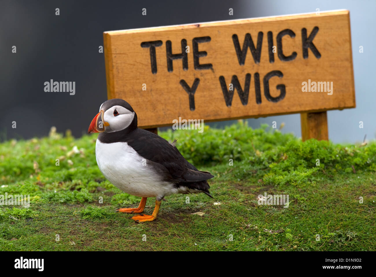 An Atlantic Puffin photographed on Skomer Island next to the sign for ...