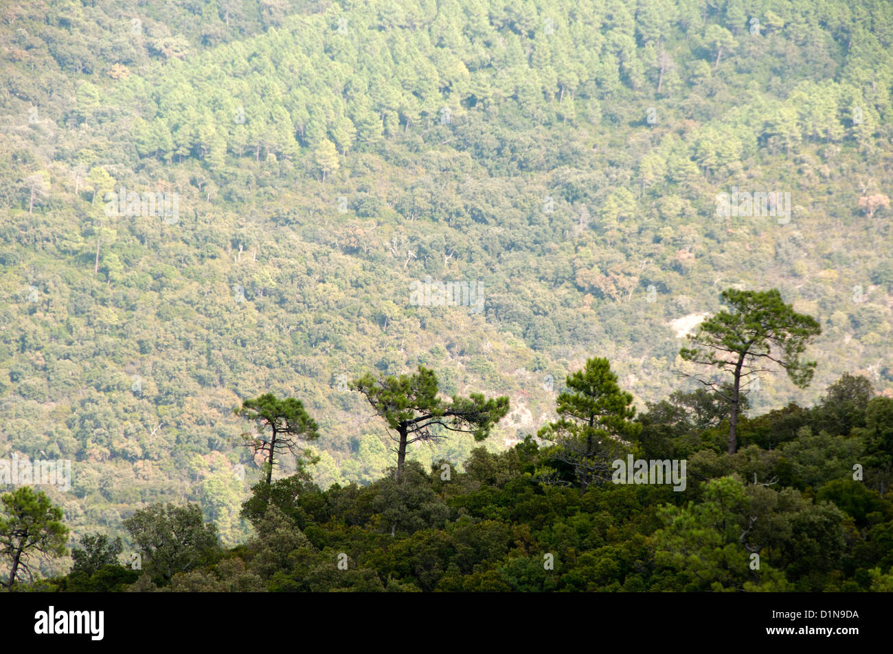 Massif Des Maures, Collobrieres, Var, France Stock Photo - Alamy