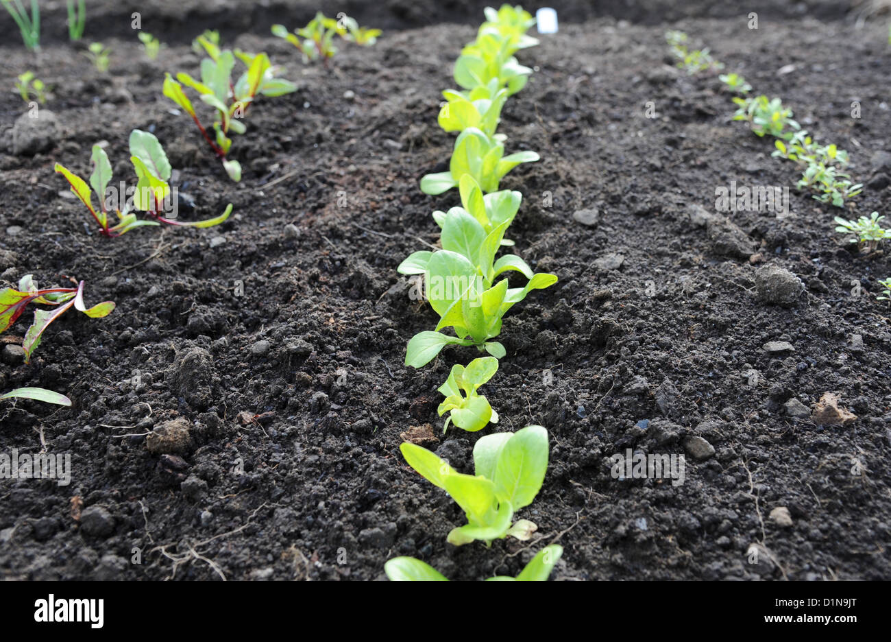 Lettuce seedlings in a spring vegetable garden Stock Photo - Alamy