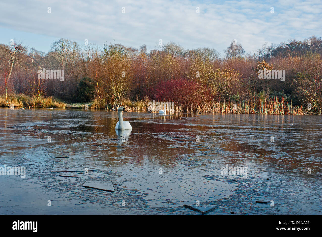 A swan at Southampton Common Hampshire UK Stock Photo - Alamy