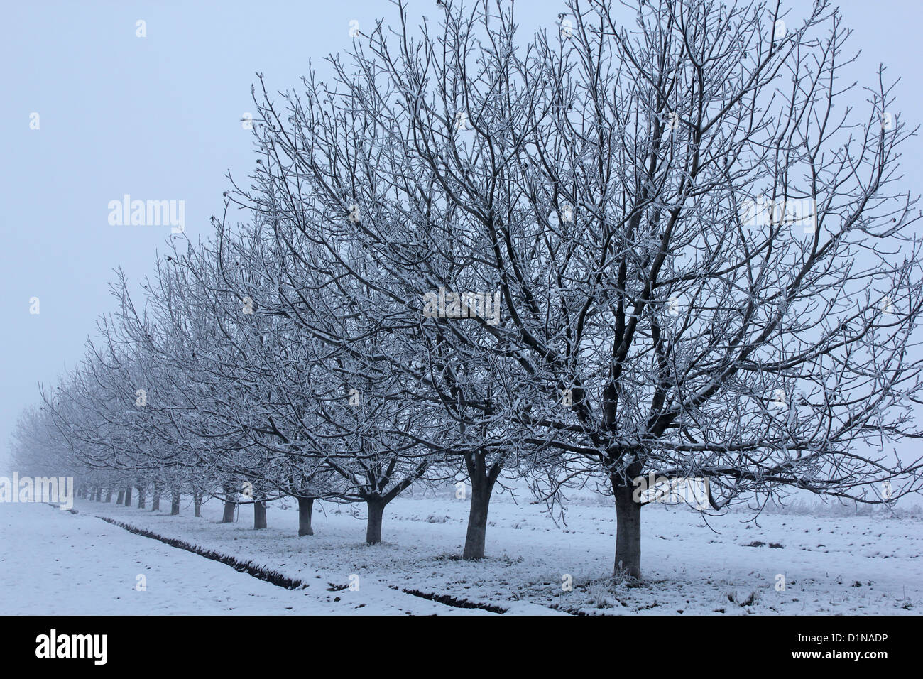 Walnut tree in winter hi-res stock photography and images - Alamy