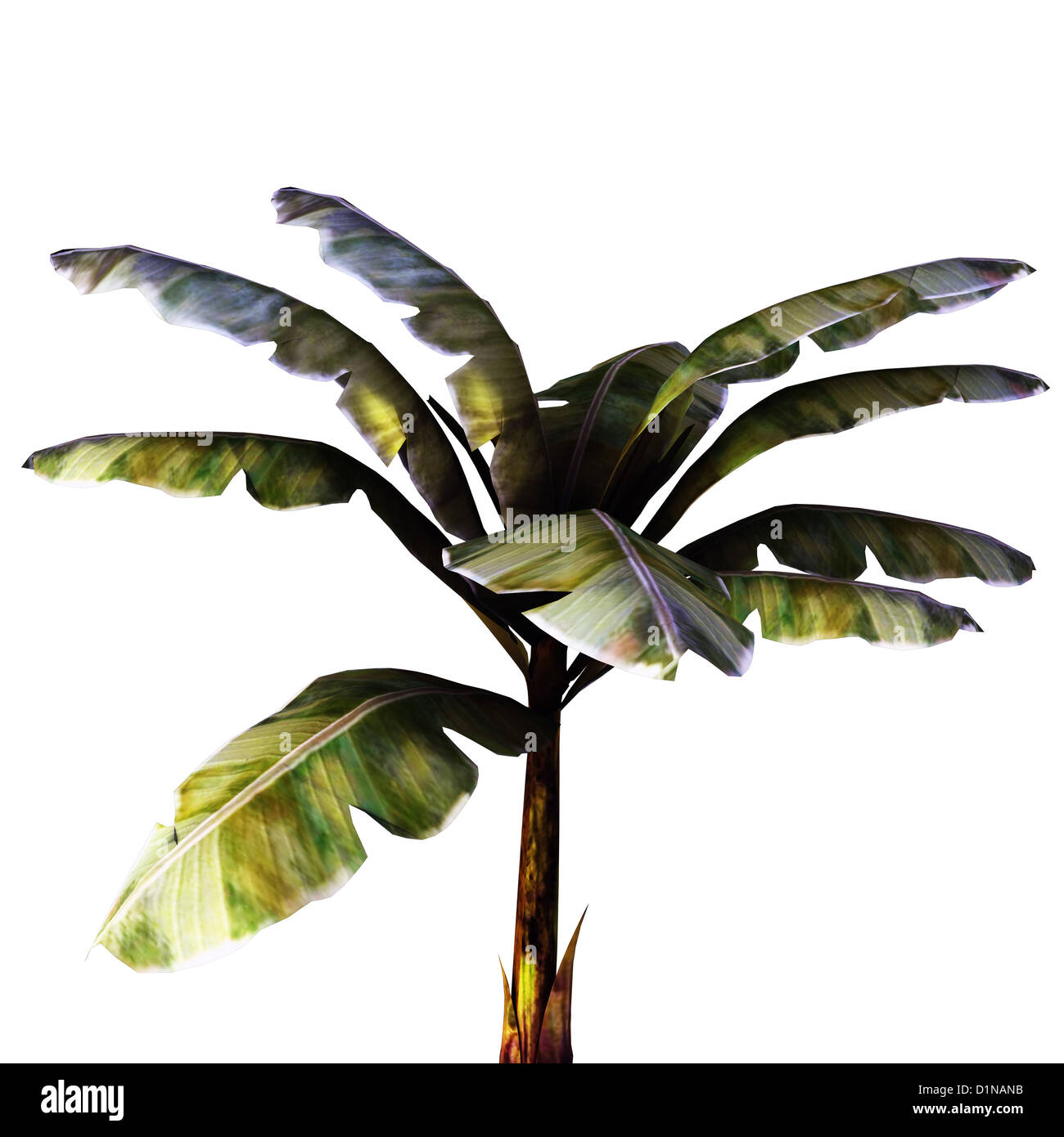 banana tree isolated on white background Stock Photo - Alamy
