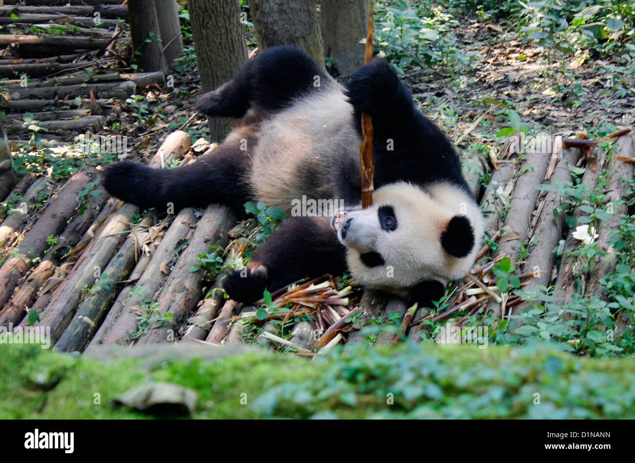 The panda black and white cat-foot also known as the giant panda in ...