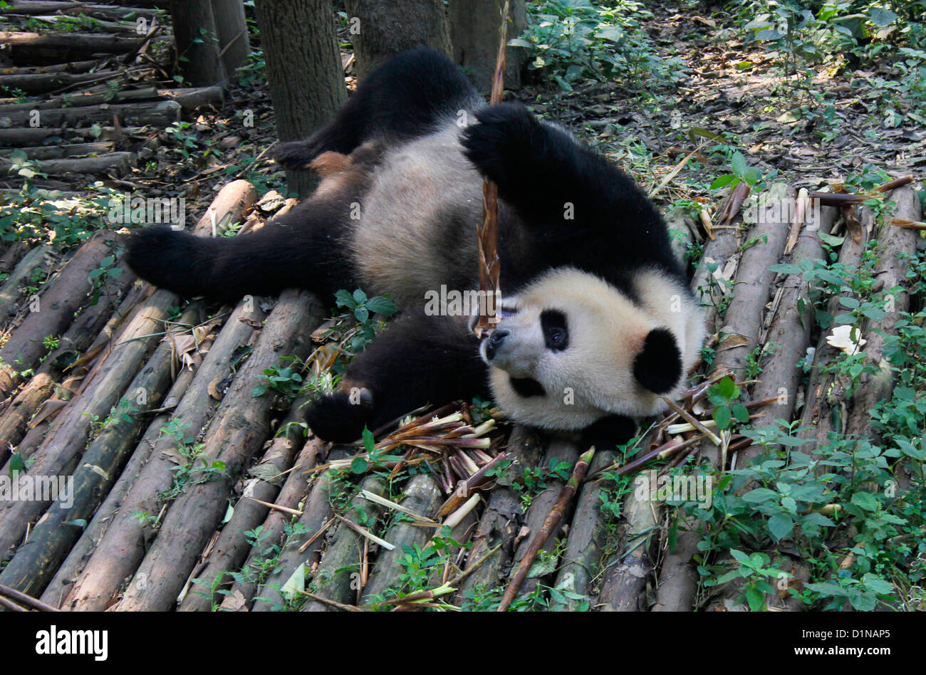 The panda black and white cat-foot also known as the giant panda in ...