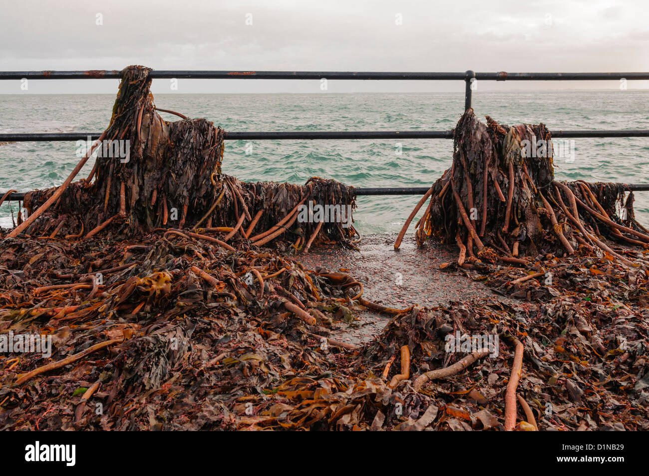 Seaweed washed up onto a coastal path after a storm Stock Photo - Alamy