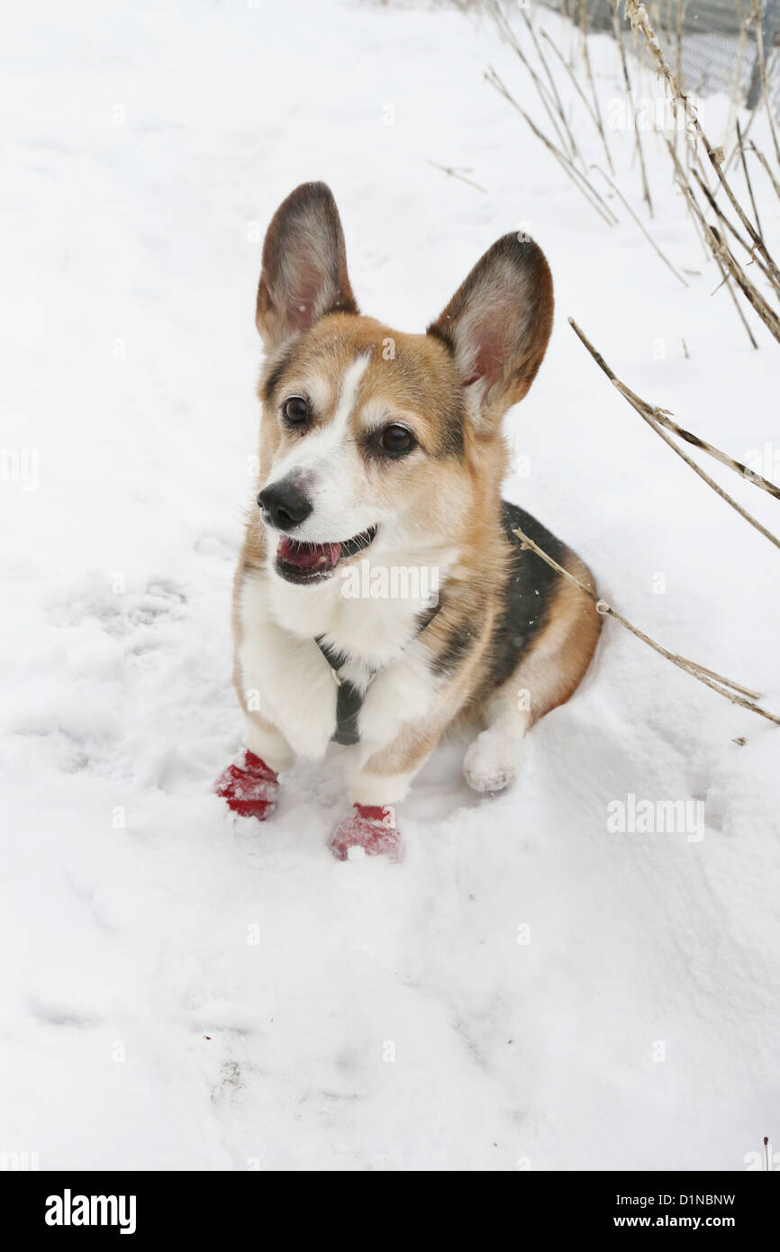 Dog wearing boots hi-res stock photography and images - Alamy