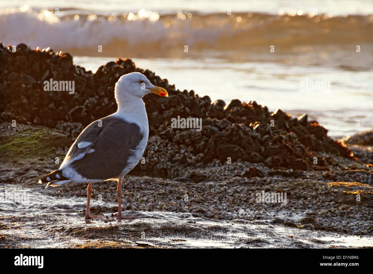 A seagull is captured, at low tide, among the tide pools Stock Photo ...